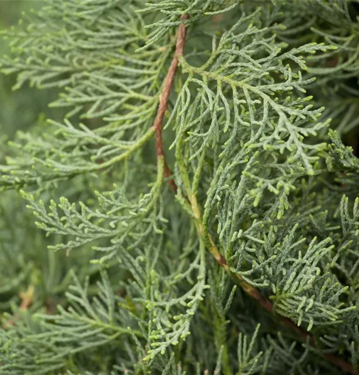 Juniperus virginiana 'Grey Owl', Virginischer Wacholder
