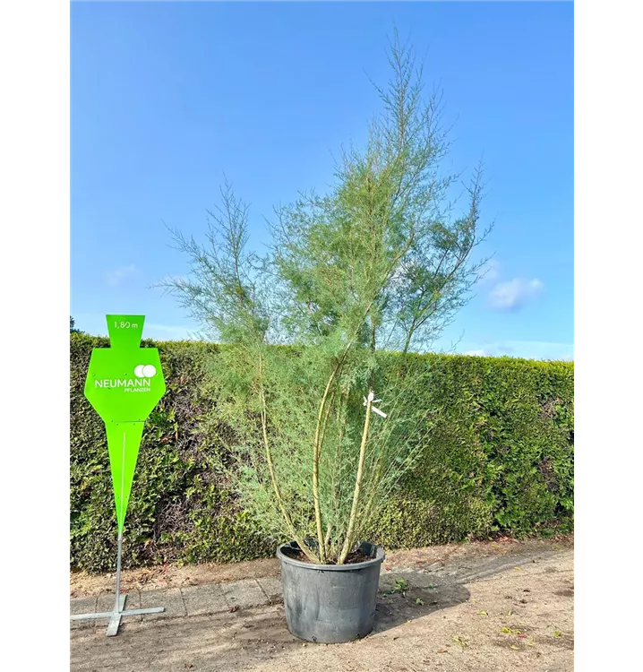 Tamarix pentandra - Collection, Heidetamariske