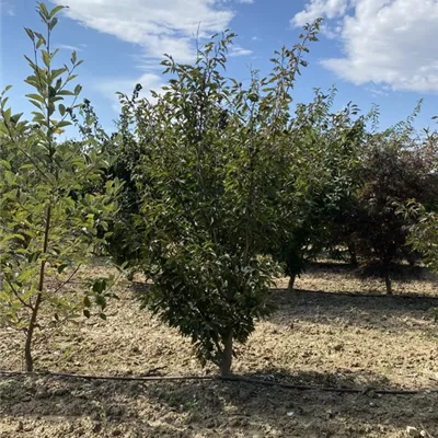 Fagus sylvatica 'Asplenifolia' - Collection, Farnblättrige Rotbuche