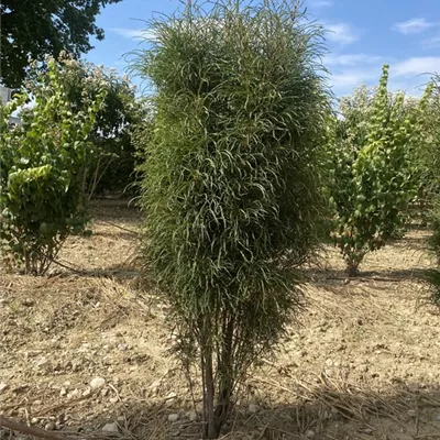 Rhamnus frangula 'Fine Line' -R- - Collection, Farnblättriger Faulbaum ...