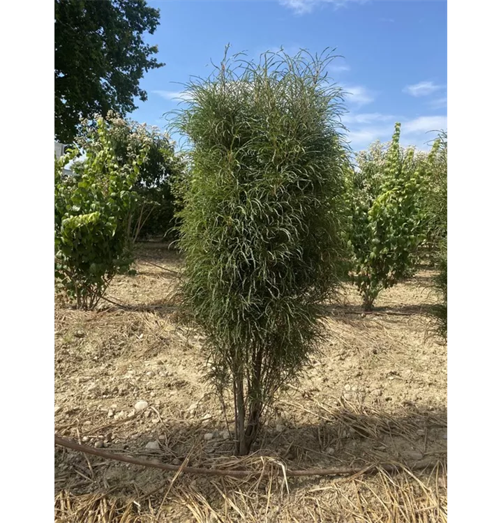 Rhamnus frangula 'Fine Line' -R- - Collection, Farnblättriger Faulbaum ...