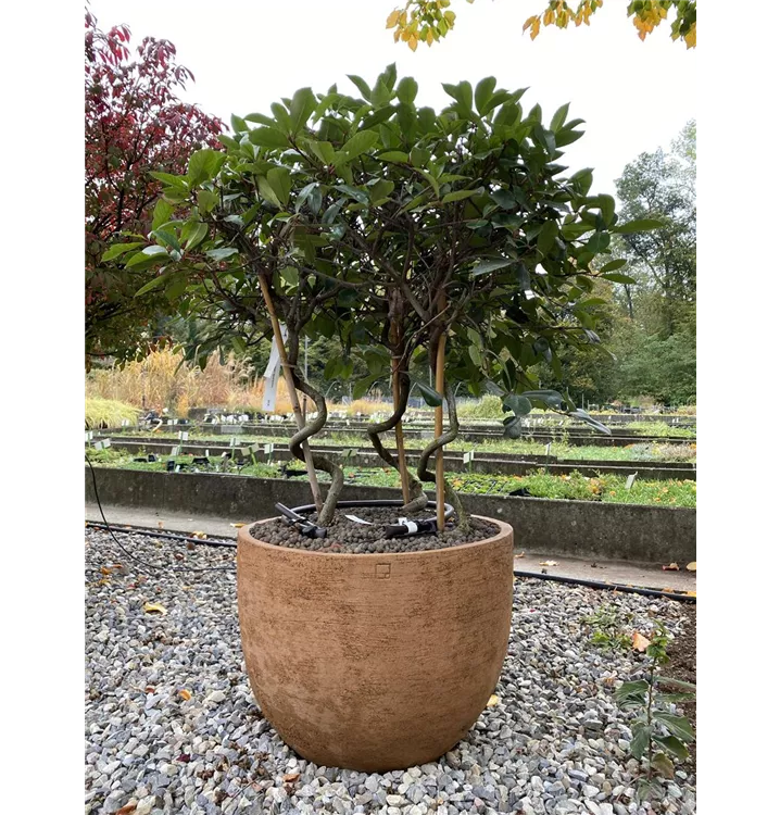 Atelier Vierkant Pflanzgefäss U60 Kork, Atelier Vierkant U60C