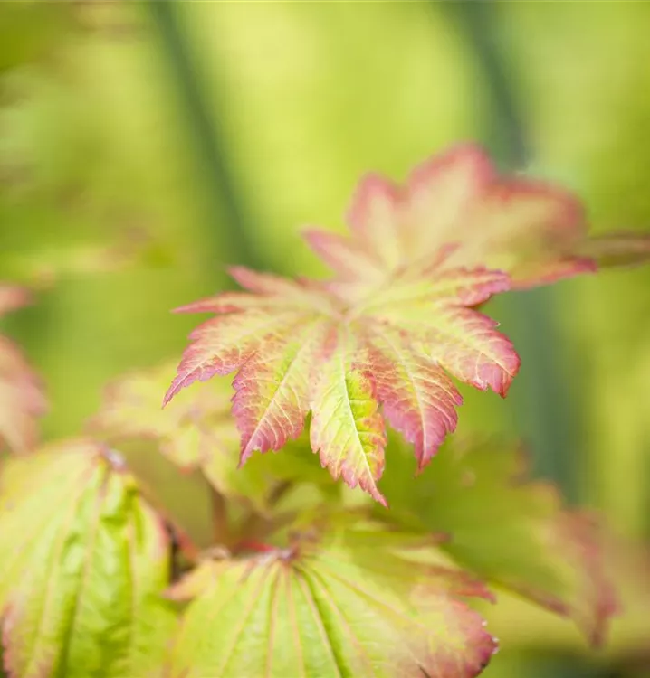 Acer japonicum 'Vitifolium' - Collection, Japanischer Ahorn 'Vitifolium'