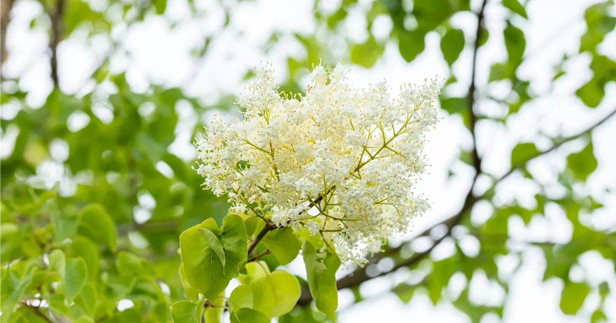 Syringa reticulata subsp. pekinensis 'China Snow' - Collection ...