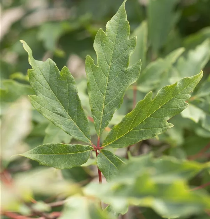 Acer triflorum - Collection, Dreiblütiger Ahorn