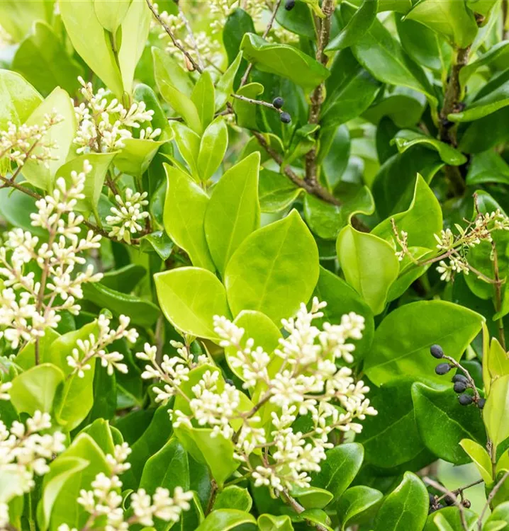 Ligustrum japonicum 'Texanum' - Collection, Japanischer Liguster 'Texanum'