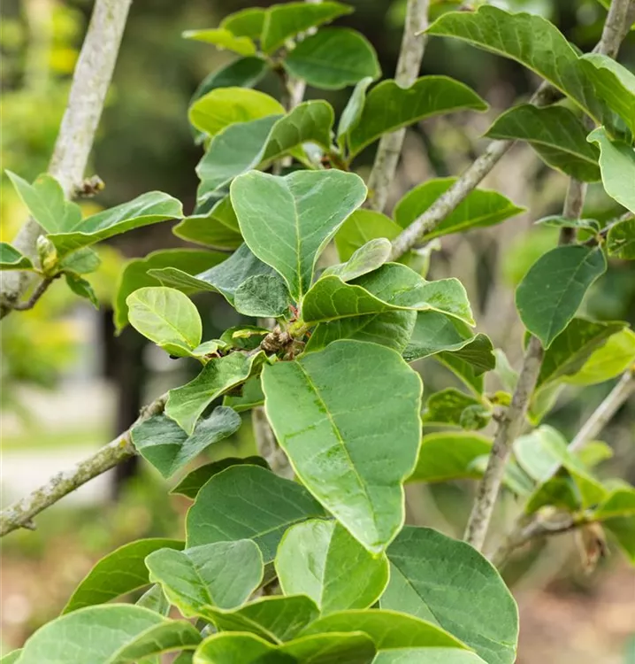 Magnolia 'Antje Zandee' - Collection, Magnolie 'Antje Zandee'