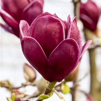 Magnolia 'Red As' - Collection, Magnolie 'Red As'
