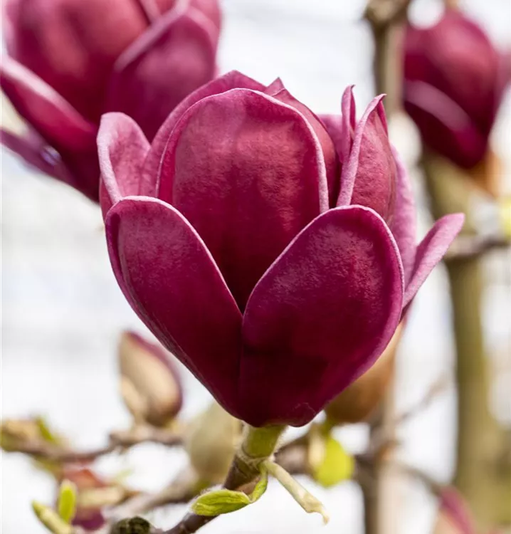 Magnolia 'Red As' - Collection, Magnolie 'Red As'