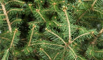 Picea abies, Rottanne, Gemeine Fichte
