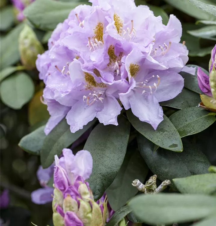 Rhododendron 'Blutopia', Rhododendron