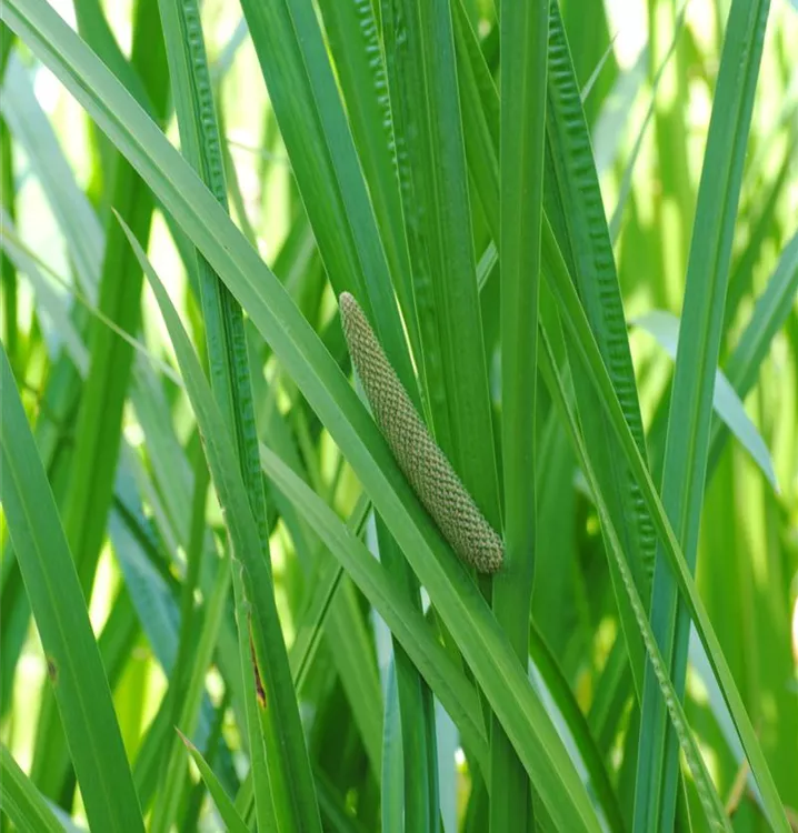 Acorus calamus, Kolbenblütiger Kalmus