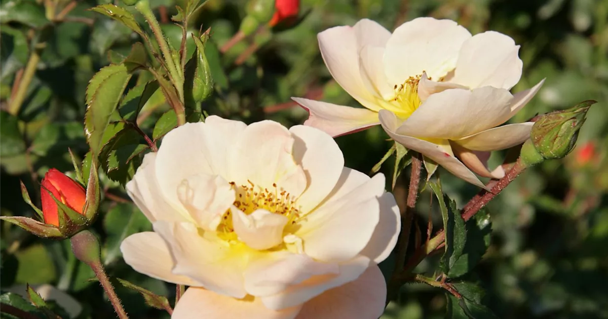 Rosa (Bodendeckerrose) 'Sedana', Kleinstrauchrose 'Sedana'®