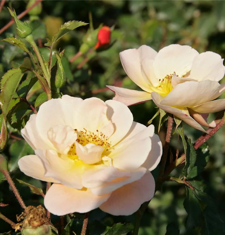Rosa (Bodendeckerrose) 'Sedana', Kleinstrauchrose 'Sedana'®
