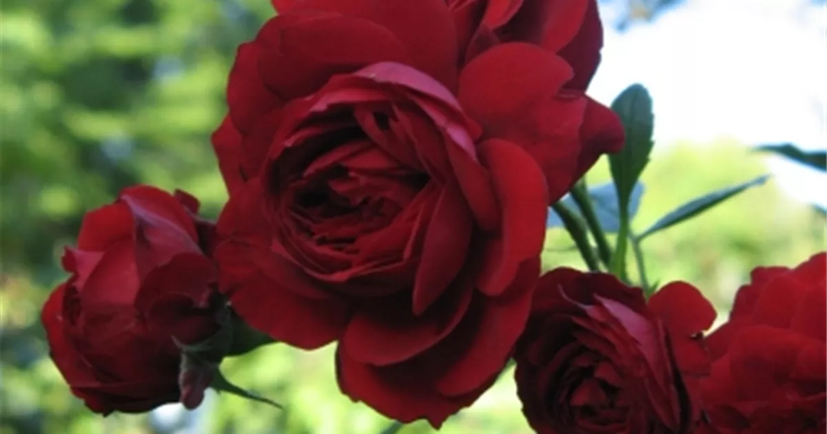 Rosa (Kletterrose) 'Belkanto', Kletterrose 'Belkanto'®