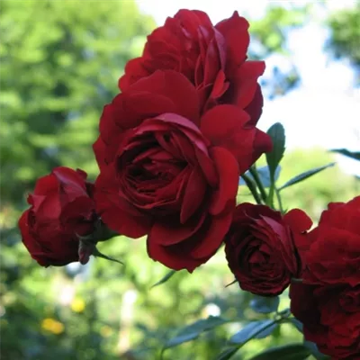 Rosa (Kletterrose) 'Belkanto', Kletterrose 'Belkanto'®