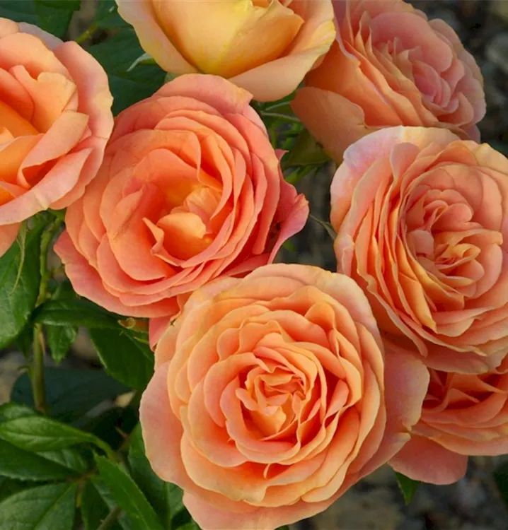 Rosa (Floribundarose) 'Bengali', Beetrose 'Bengali'®