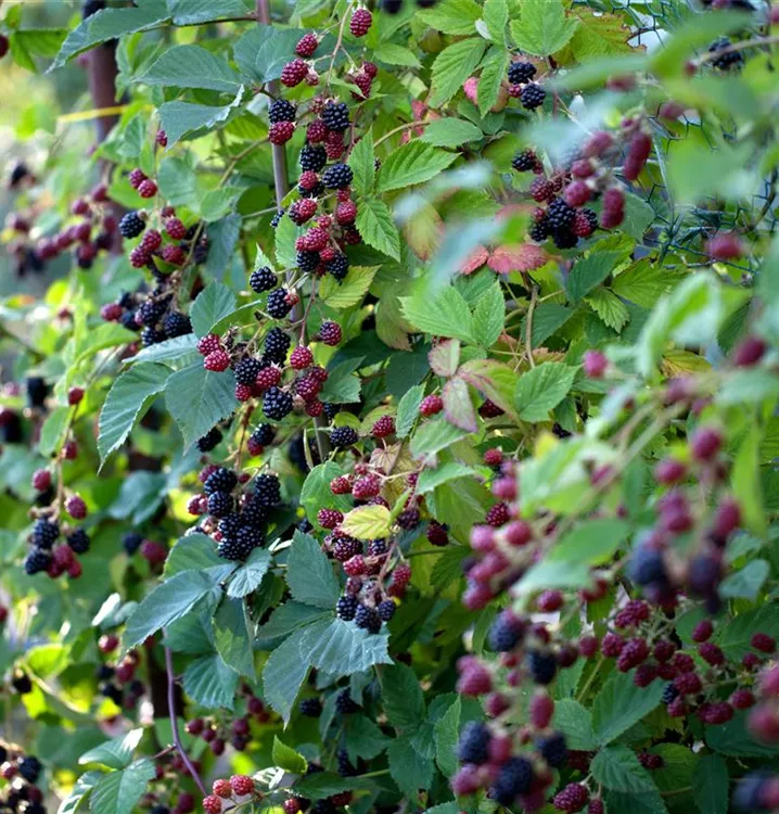 Rubus (Brombeere) 'Loch Ness' ('Nessy')