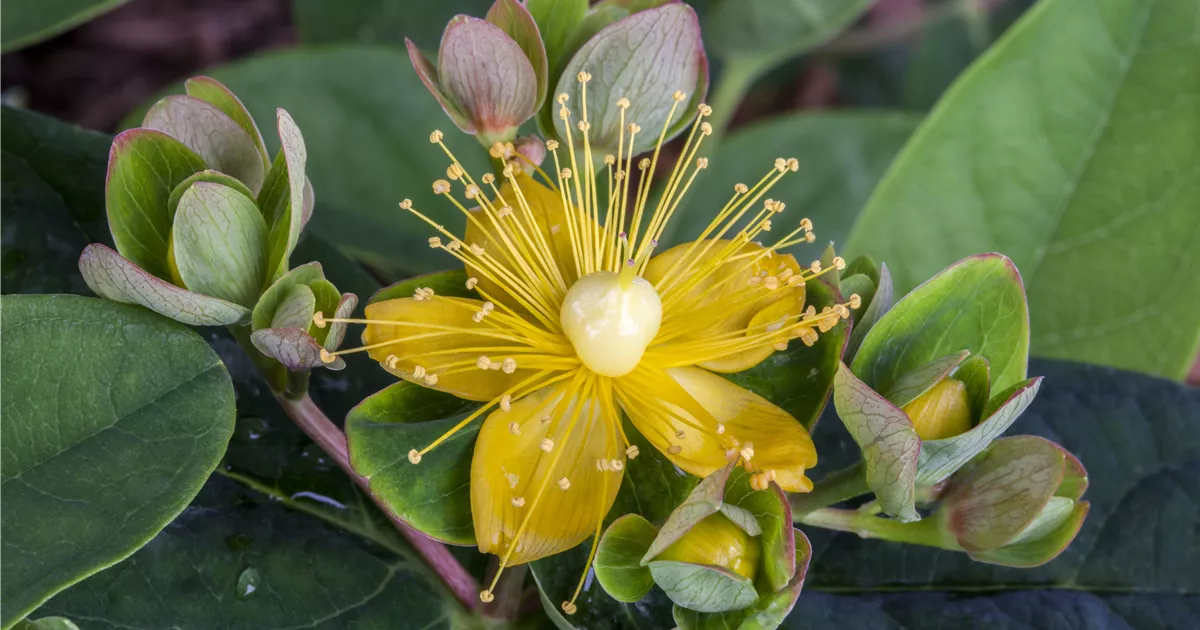 Hypericum inodorum (x) 'Orange Flair', Johanniskraut