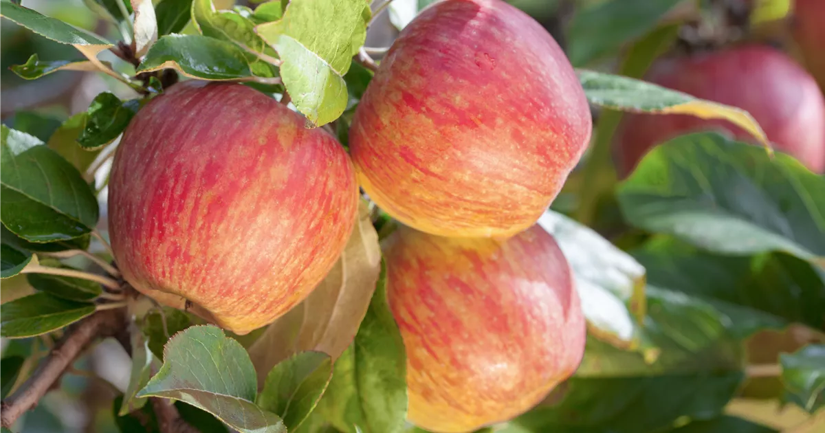 Malus (Apfel) 'Gala', Apfel 'Gala'