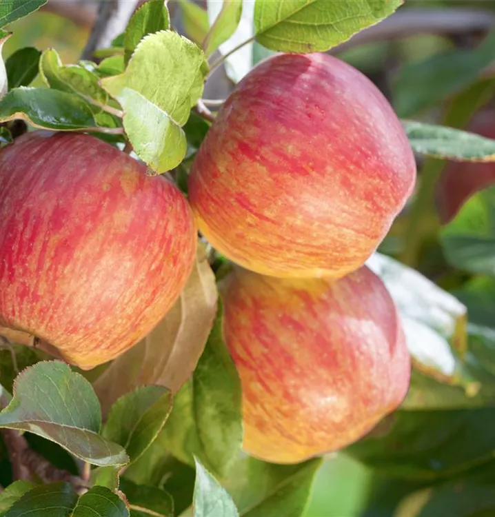 Malus (Apfel) 'Gala', Apfel 'Gala'