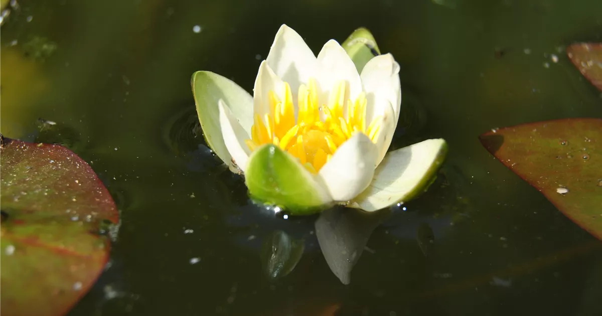 Nymphaea 'Pygmaea Alba', Zwerg-Seerose 'Pygmaea Alba'