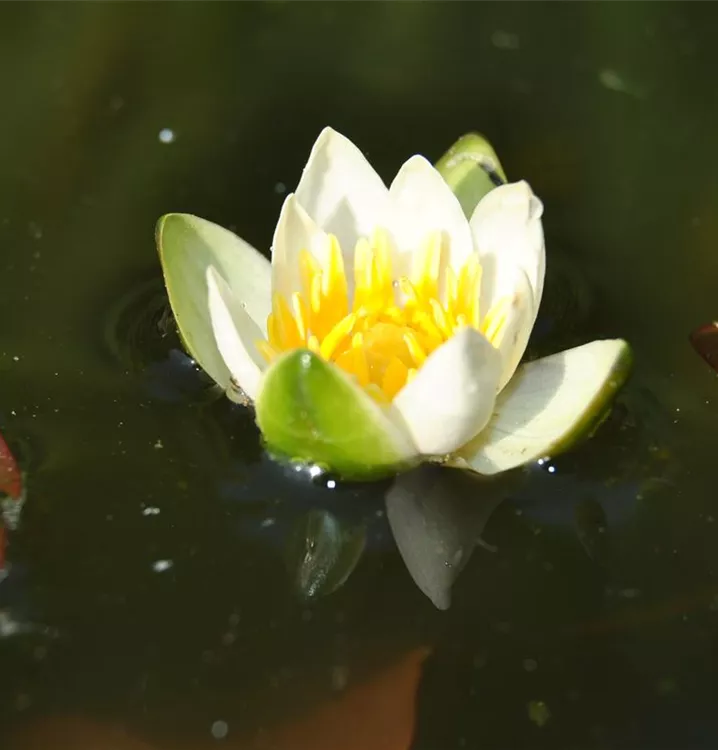 Nymphaea 'Pygmaea Alba', Zwerg-Seerose 'Pygmaea Alba'