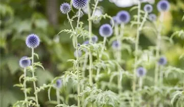 Echinops ritro, Kugeldistel