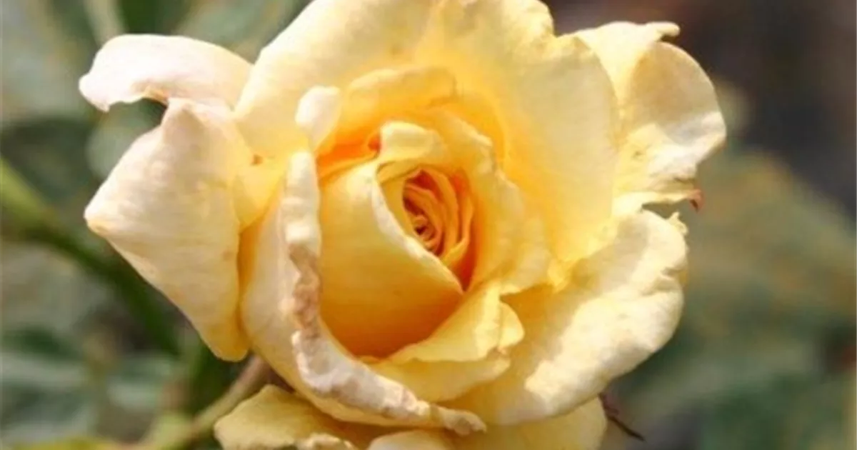 Rosa (Strauchrose) 'Postillion', Strauchrose 'Postillion'®