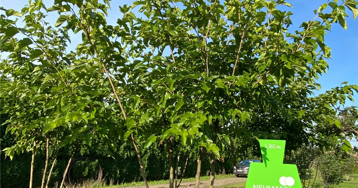 Morus alba 'Fruitless' - Collection, Weißer Maulbeerbaum 'Fruitless'