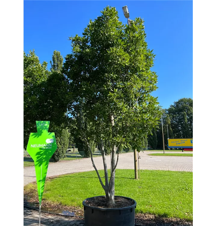 Quercus turneri 'Pseudoturneri' - Collection, Wintergrüne Eiche