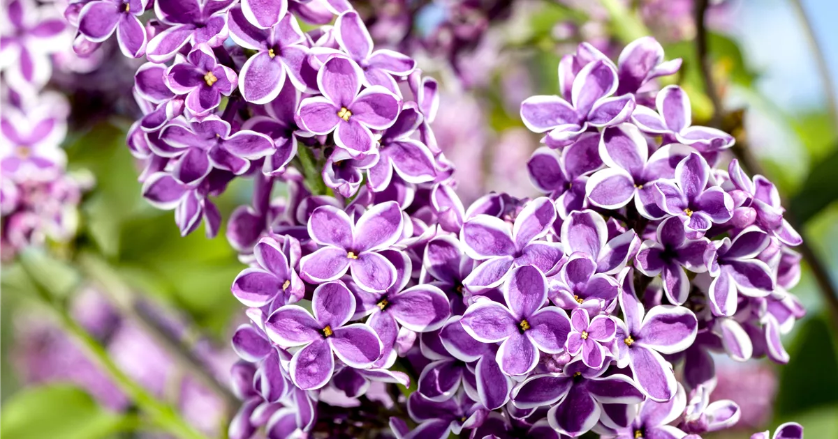 Syringa vulg.'Sensation' - Collection, Edelflieder 'Sensation'