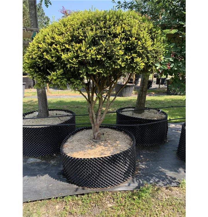 Taxus baccata 'Adpressa Aurea' - Collection, Goldeibe 'Adpressa Aurea ...