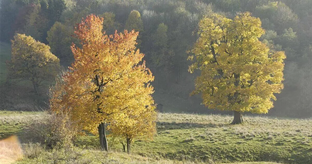 12 Klimabäume (Ideen) für Städte, Kommunen & Gärten