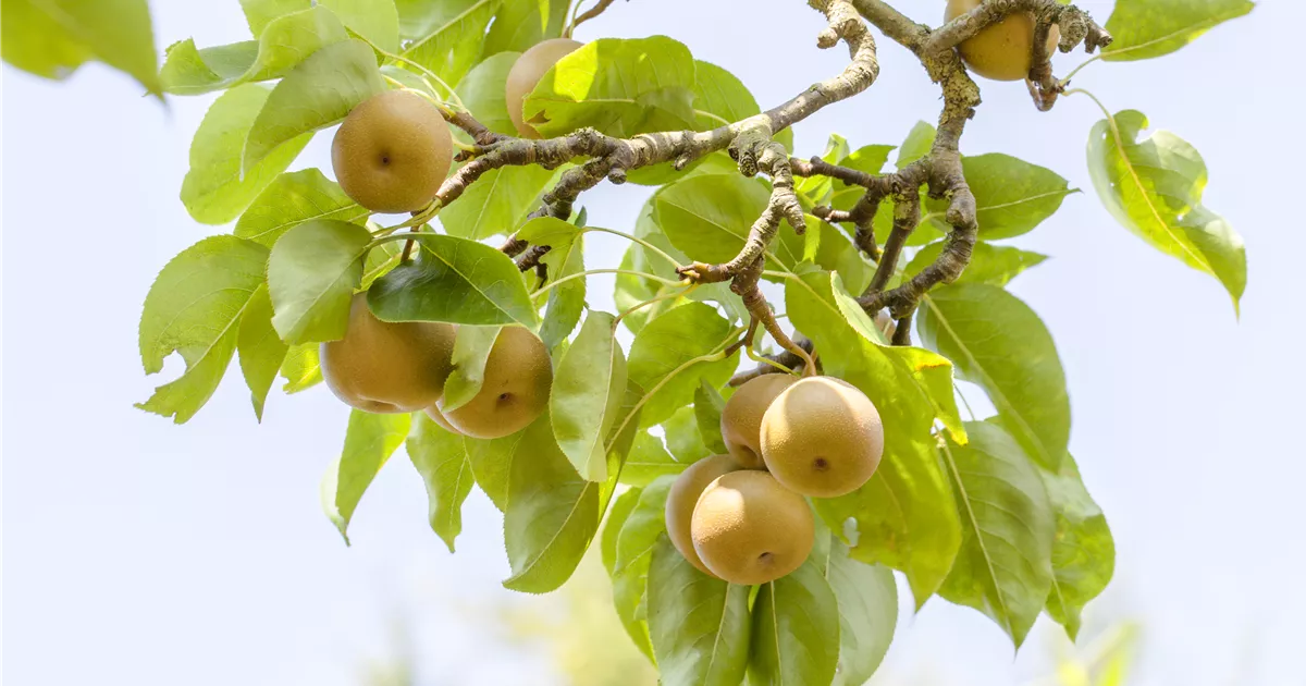 Pyrus pyraster, Wild-Birne