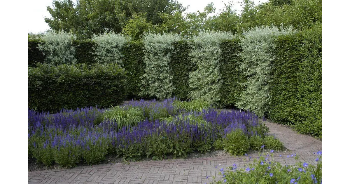 15 beliebte Heckenarten für jeden Garten