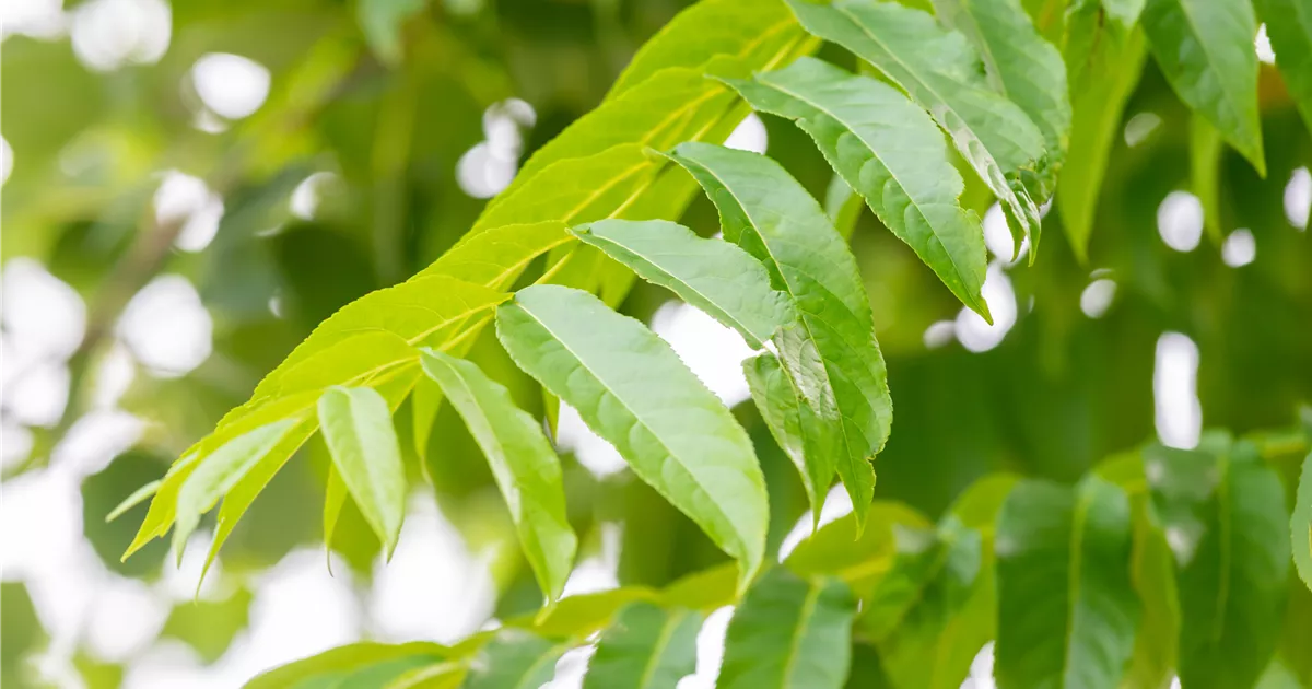 Pterocarya Fraxinifolia Fl gelnuss